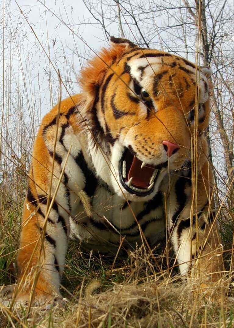 Karma Tiger - Animatronic Bear Studios INC