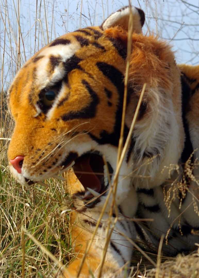 Karma Tiger - Animatronic Bear Studios INC