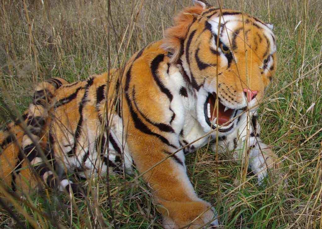 Karma Tiger - Animatronic Bear Studios INC